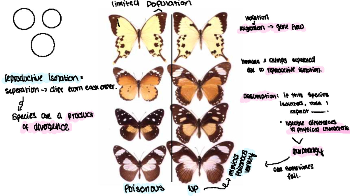Speciation and Phylogeny notes - limited ####### population variation 1 ...
