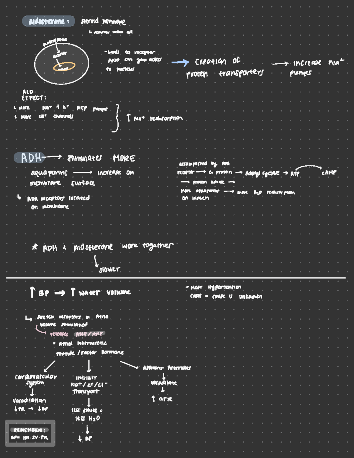 Renal System 7 Dr Sumida Aldosterone Steroid Hormone Receptor