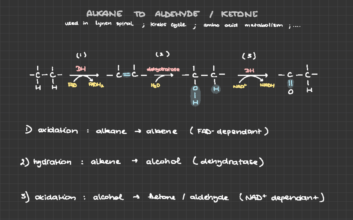 Metabolic reactions - ALKANE TO ALDEHYDE / KETONE used in Lynen Spiral ...