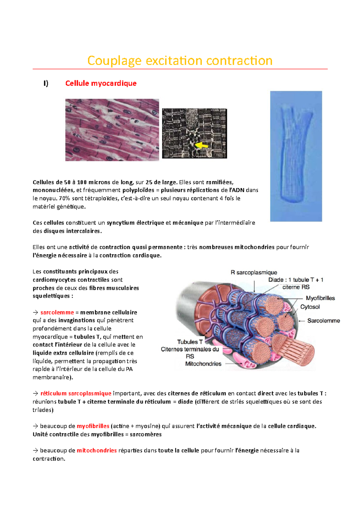 Couple excitation-contraction PACES - Couplage excitation contraction I ...