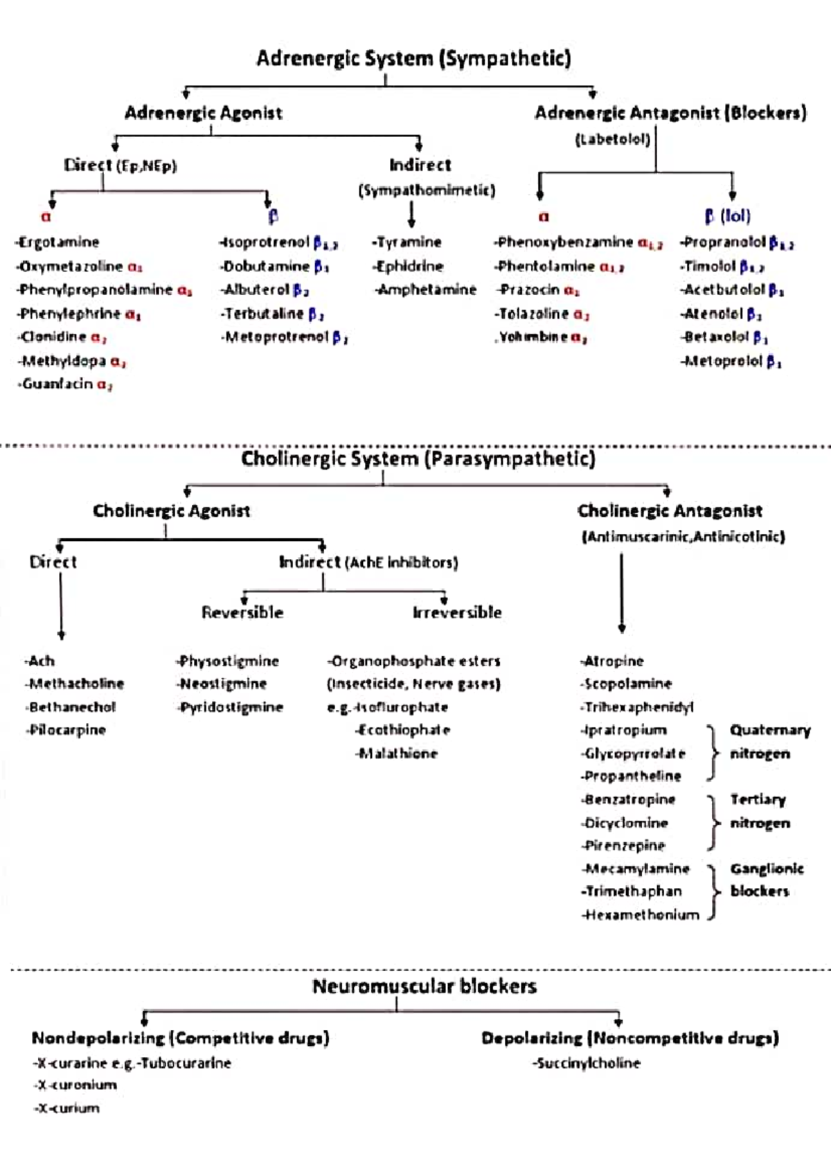 Adrenergic and Cholinergic- pharmacology - Pharmaceutical and Medicinal ...
