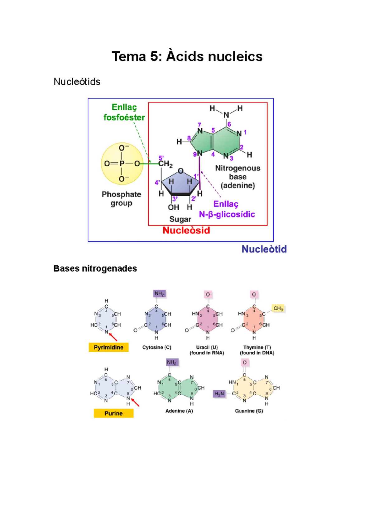 Tema 5 - Apunts de biologia de primer - Tema 5: Àcids nucleics Nucleòtids Bases nitrogenades ...