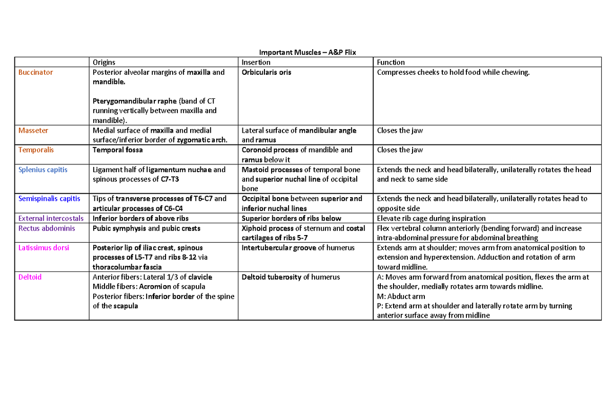 Important muscles - A&P flix notes - Important Muscles – A&P Flix ...