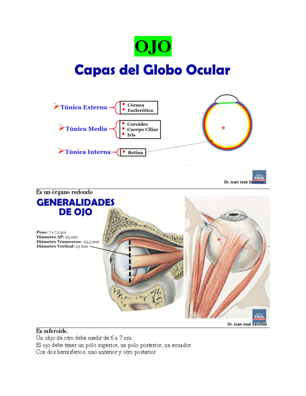 Histología y ojo 👁🧫🔬 - espero que sirva mucho - OJO Es un órgano ...