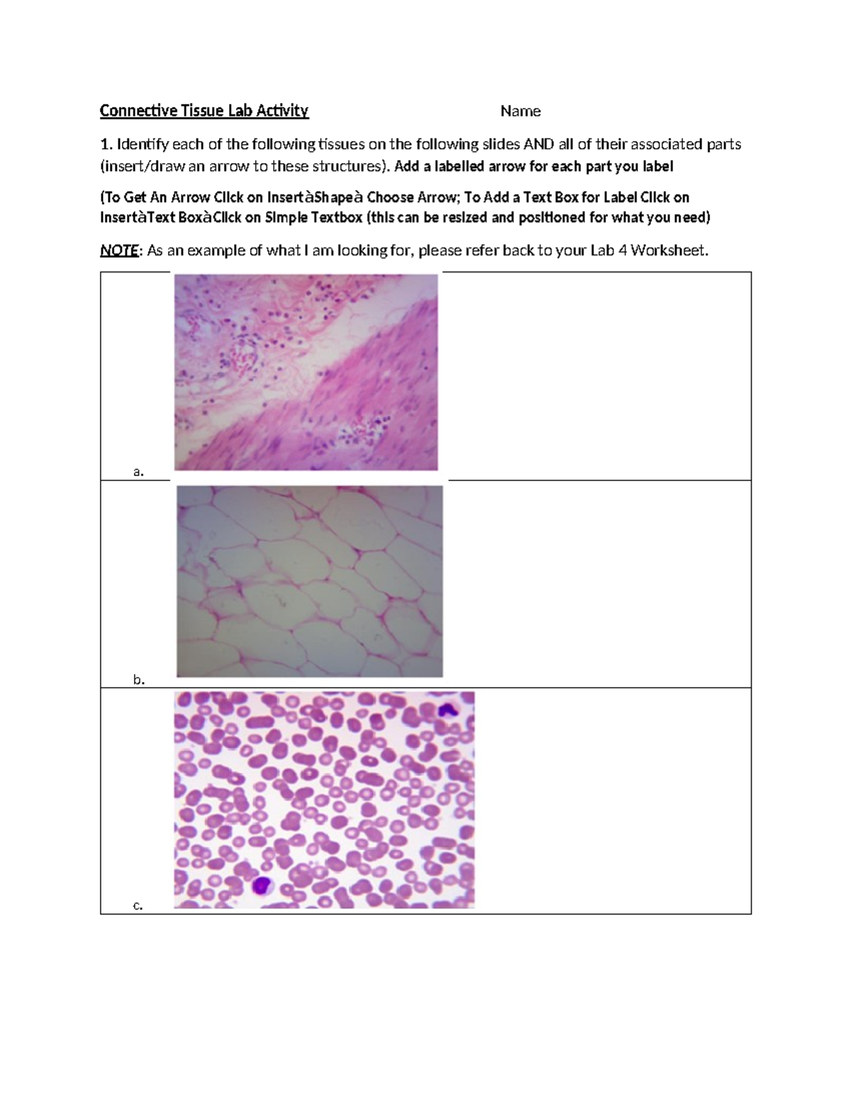 Lab 5 Connective Tissues Lab Activity - Connective Tissue Lab Activity ...
