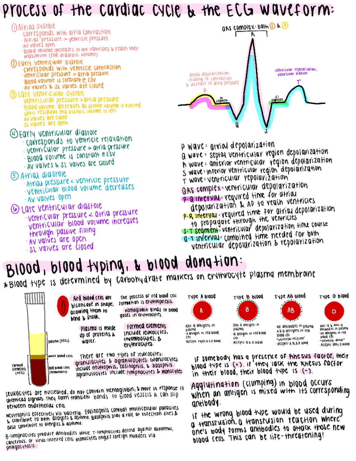 Cardiac Cycle Study Infographic - BIOL 163 - Studocu
