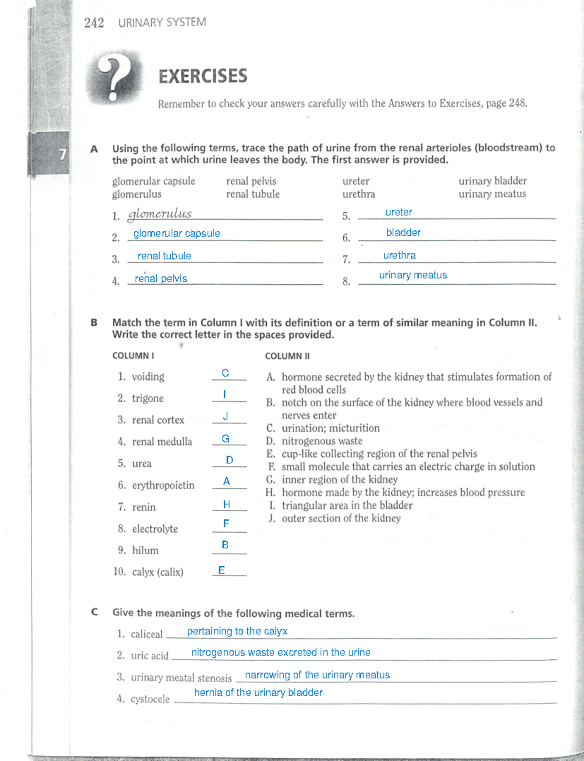 urinary answers - glomerular capsule renal tubule renal pelvis ureter ...