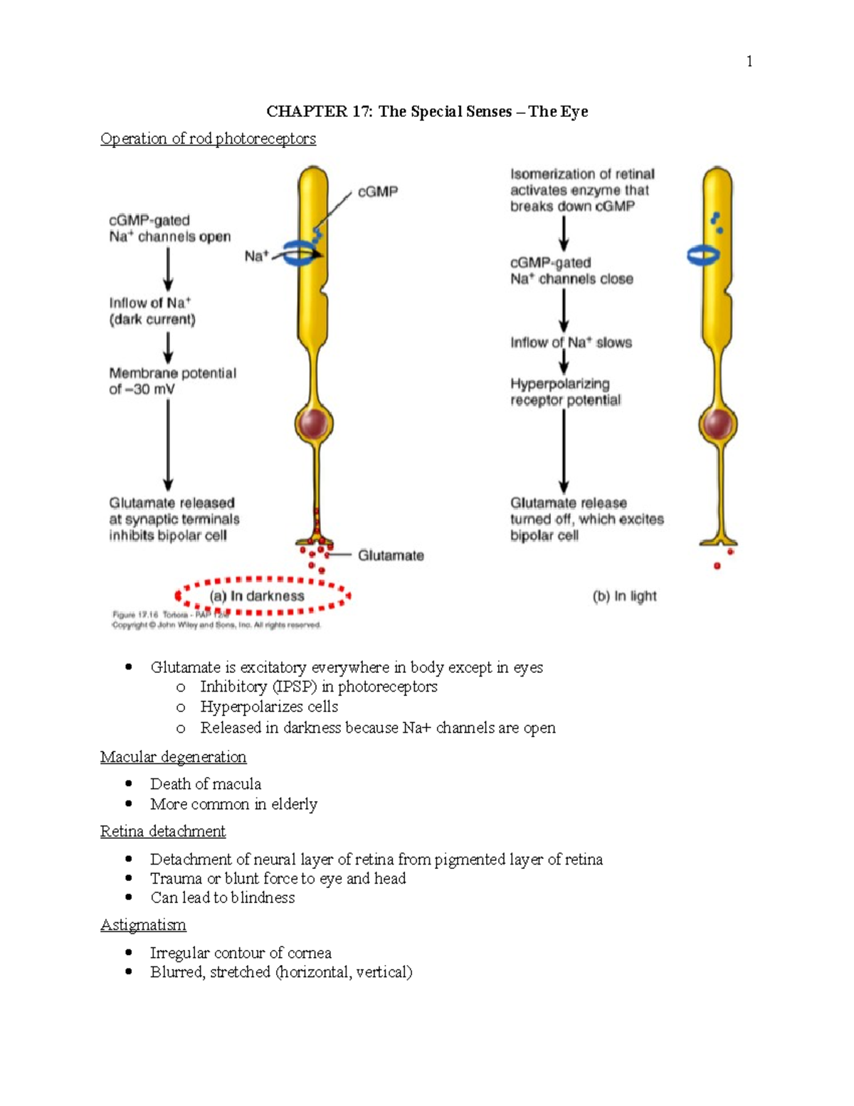 Anatomy 2019-2-19 chapter 17 special senses the eye - CHAPTER 17: The ...