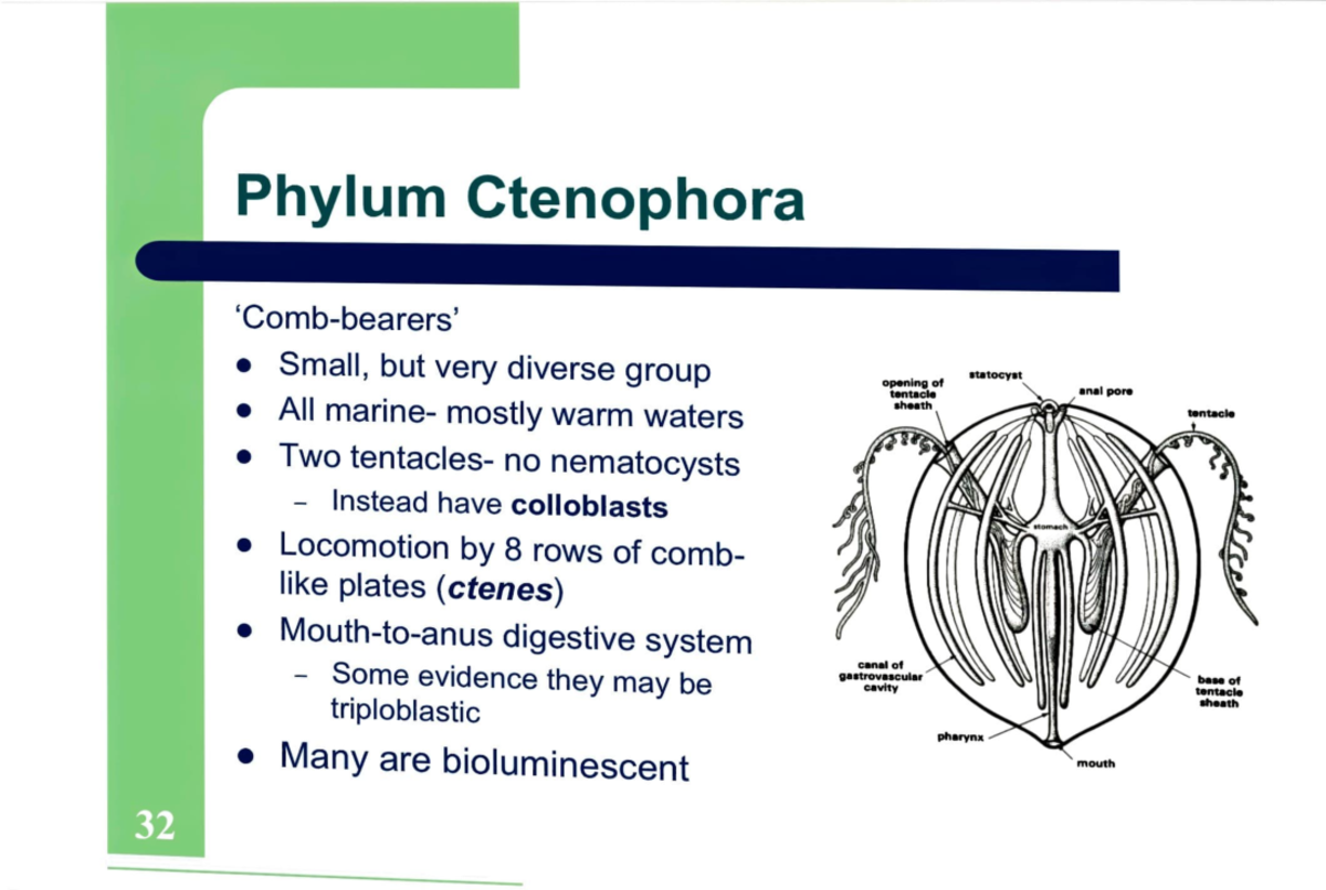 Animal characterstics part 3 - m Phylum Ctenophora 'Comb-bearers ...