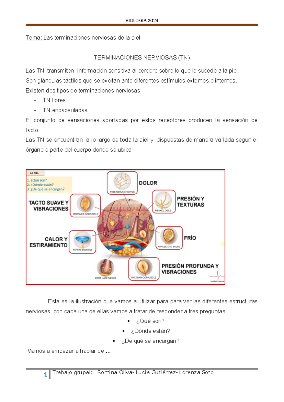 Las Terminaciones Nerviosas Del Rostro Humano