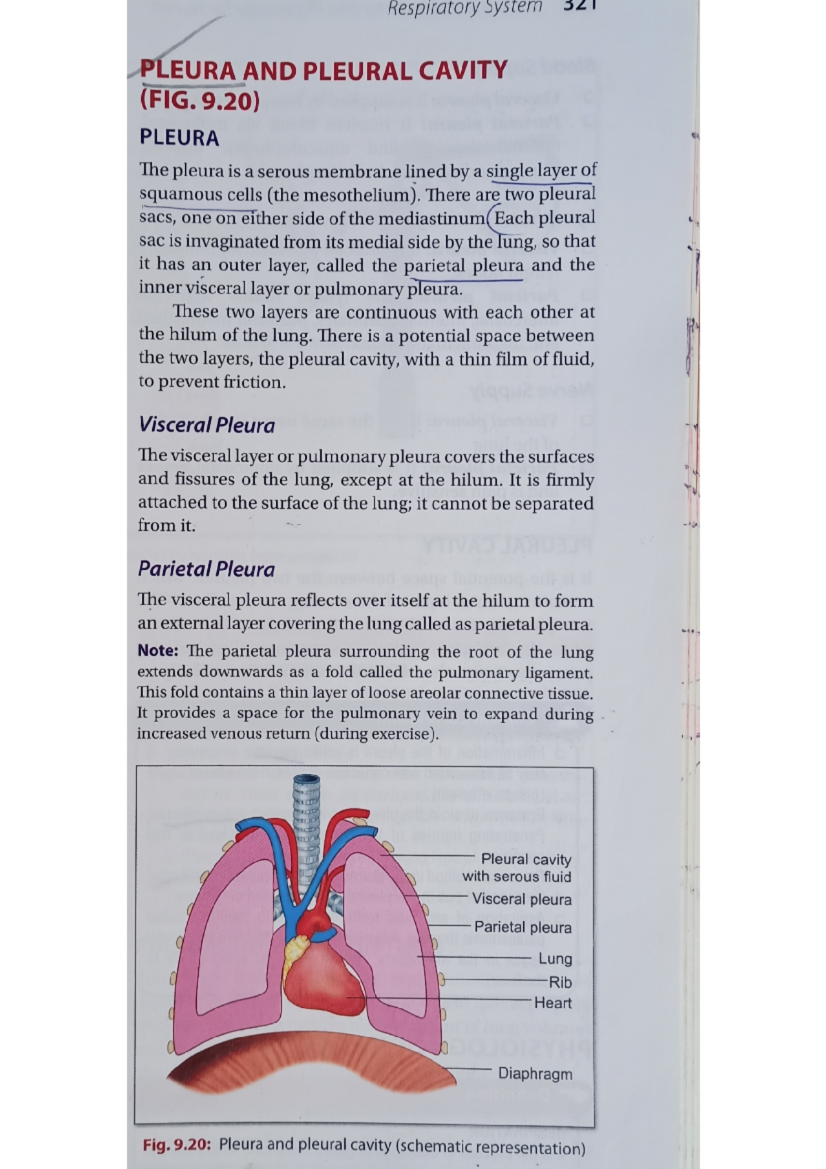 Pleural Cavity - Bsc nursing - Studocu