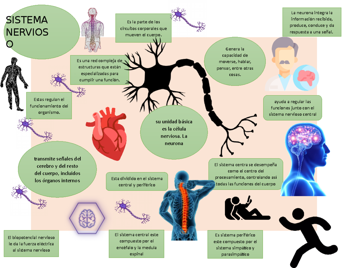Mapa mental sistema nervioso - La neurona integra la información ...
