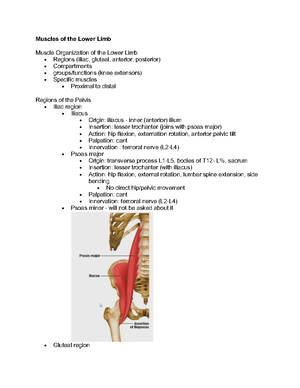 Lecture 15 - Muscles OF THE LL - Muscles of the Lower Limb Muscle ...