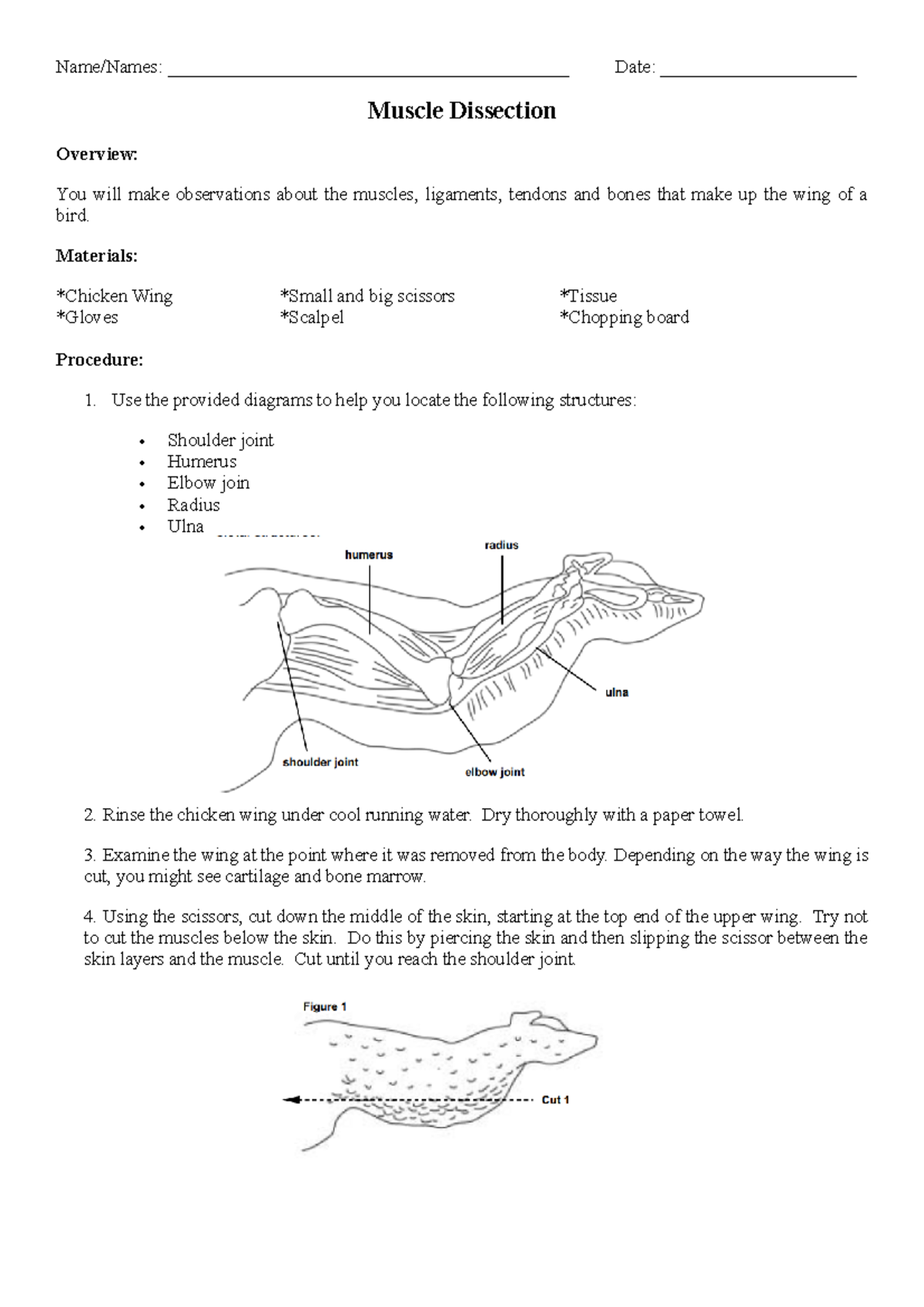 V-Skeletal System Lab Activity - Name/Names ...