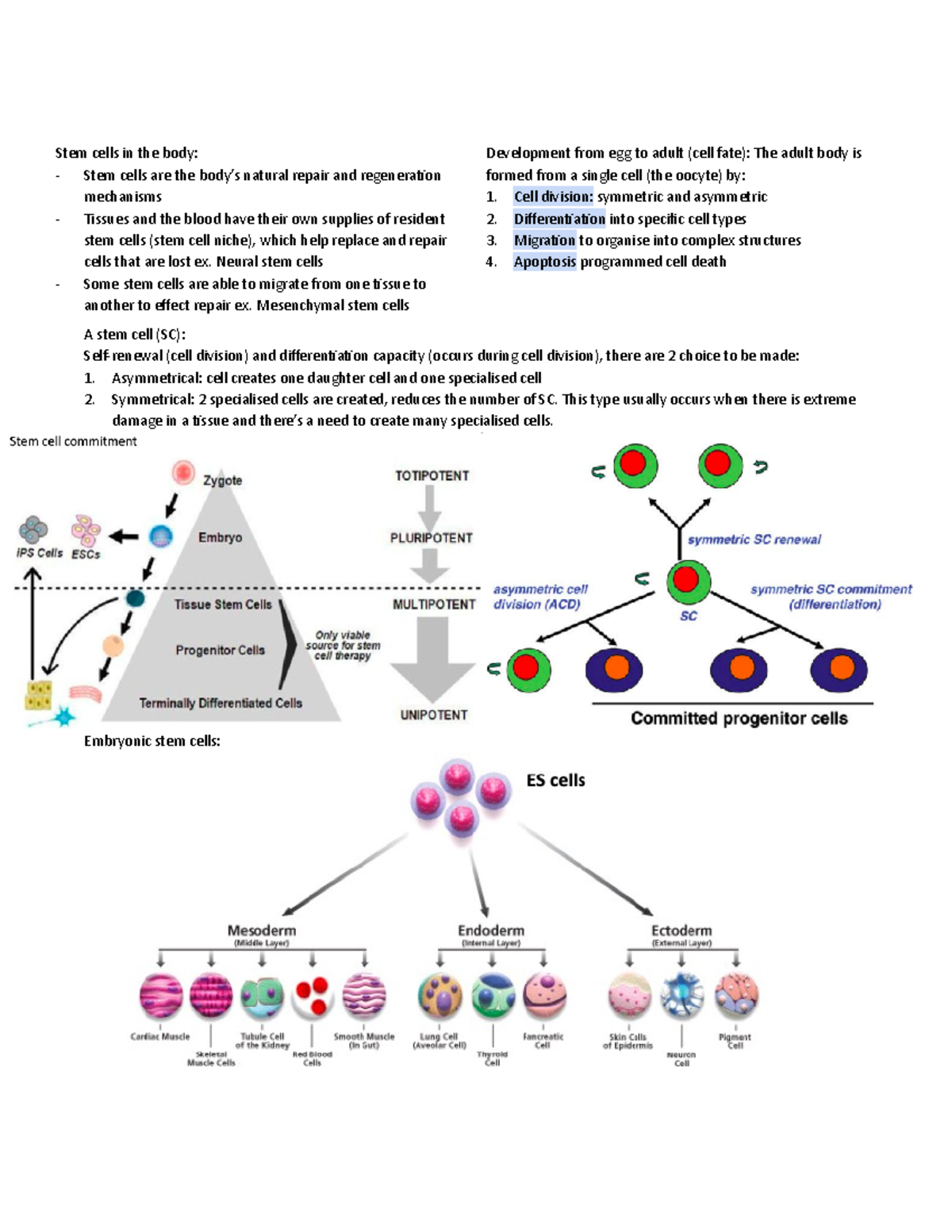 Cellular Reproduction Stem Cells - Stem cells in the body: Stem cells ...