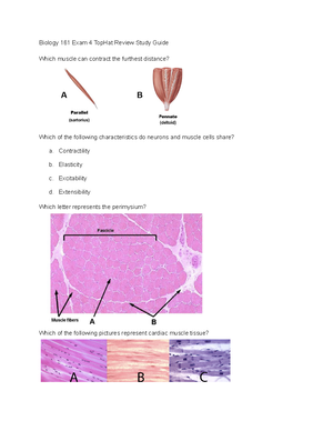 BIO 161 muscle histology - BIO 161 Muscle Histology Sarcolemma: muscle ...