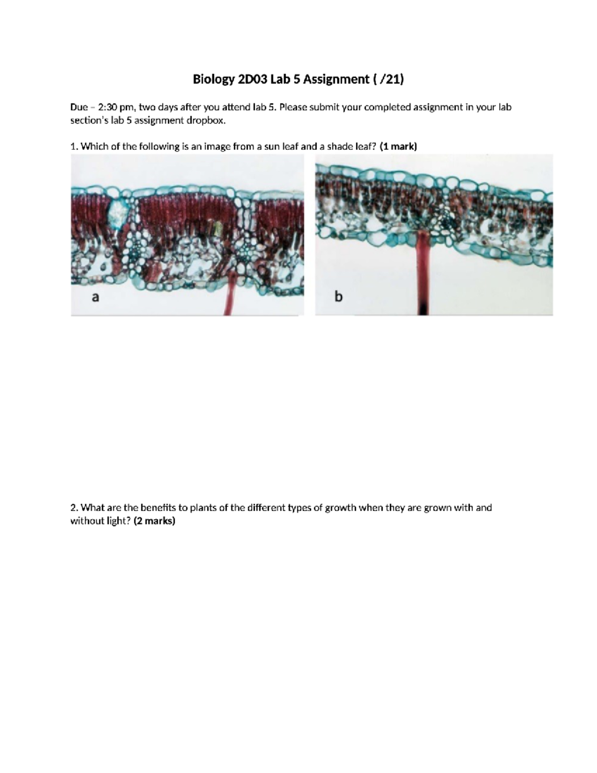 Bio 2D03 Lab 5 - Responses to light and hormones F2022 Assignment ...