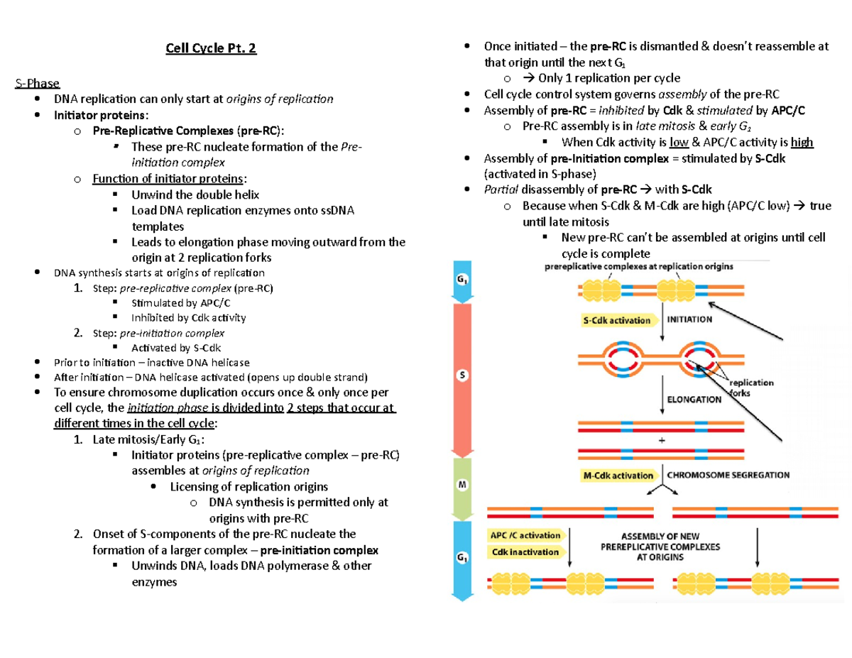 Cell Cycle (S phase, M phase, Survival Factors) - Cell Cycle Pt. 2 DNA ...