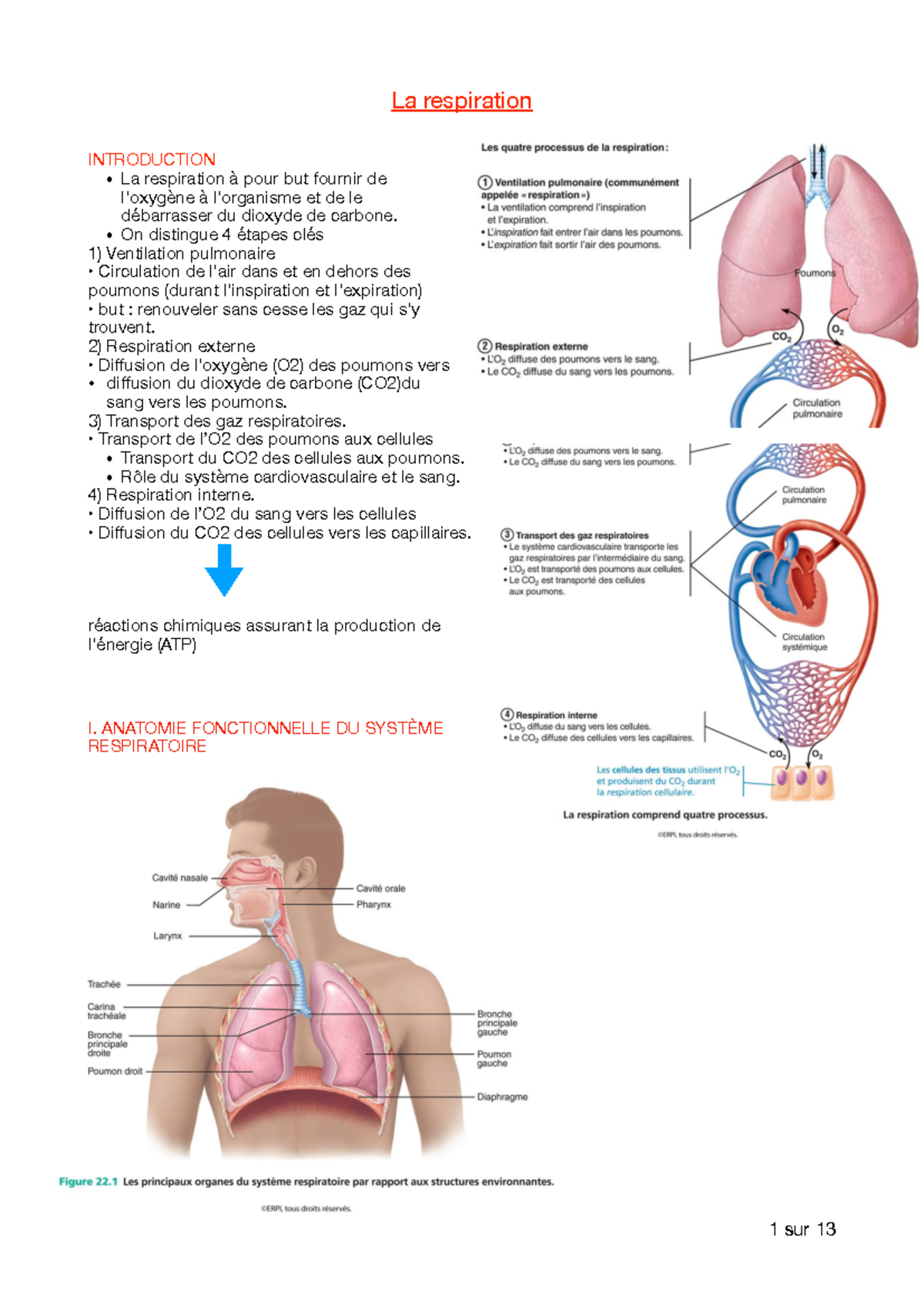 Respiration pdf - La respiration INTRODUCTION La respiration à pour but fournir de l'oxygène à ...
