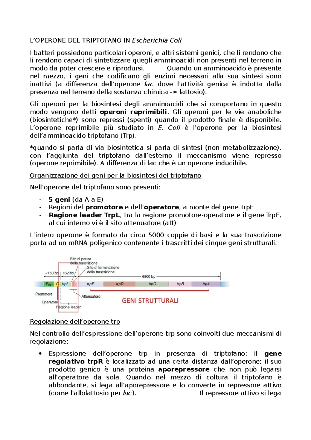 Triptofano - appunti sintetici - L’OPERONE DEL TRIPTOFANO IN ...