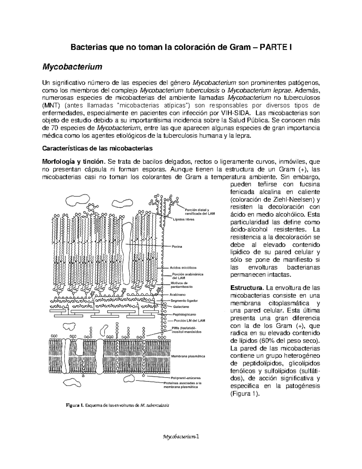 Estructura Celular De Las Micobacterias