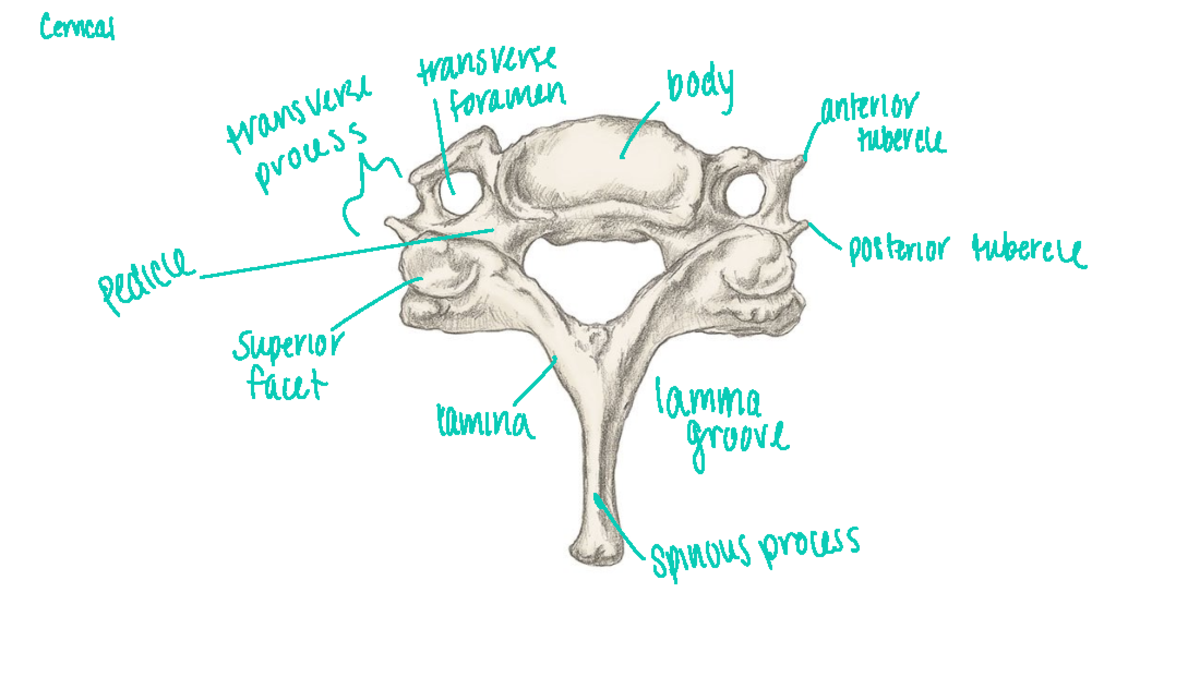 Neck and back lab (2) 2 - neck and back labeling bony landmarks and ...