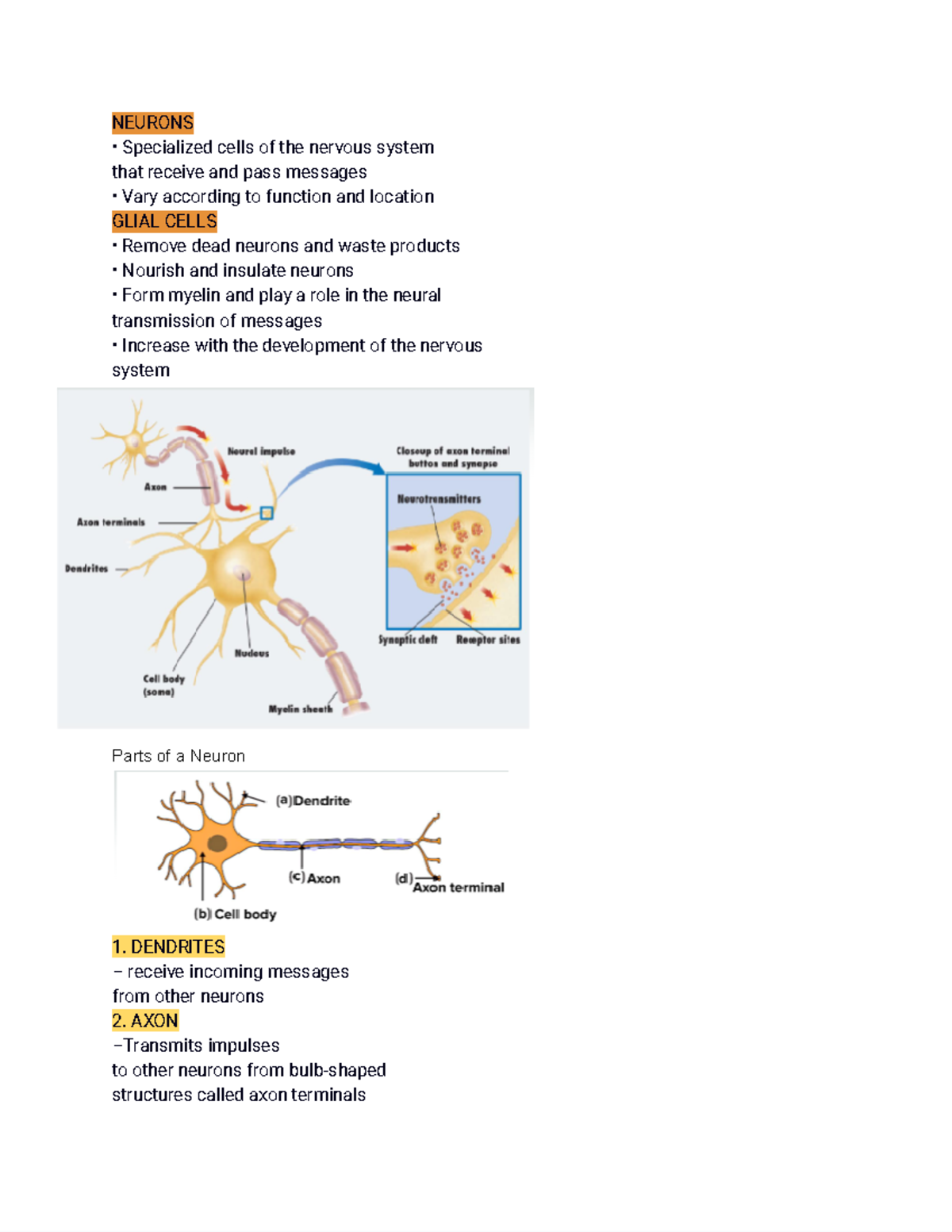 Neurons - Google Docs - These are my reviewers - NEURONS Specialized cells of the nervous system ...