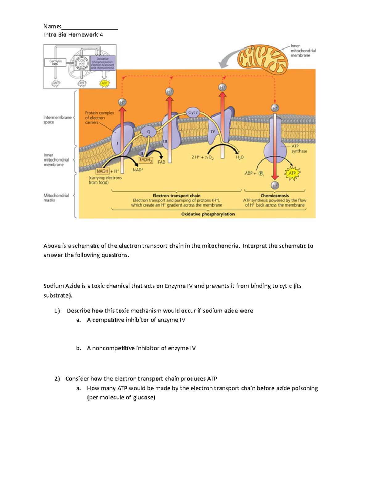 Homework 4 - Cell Respiration - Name:_________________ Intro Bio ...