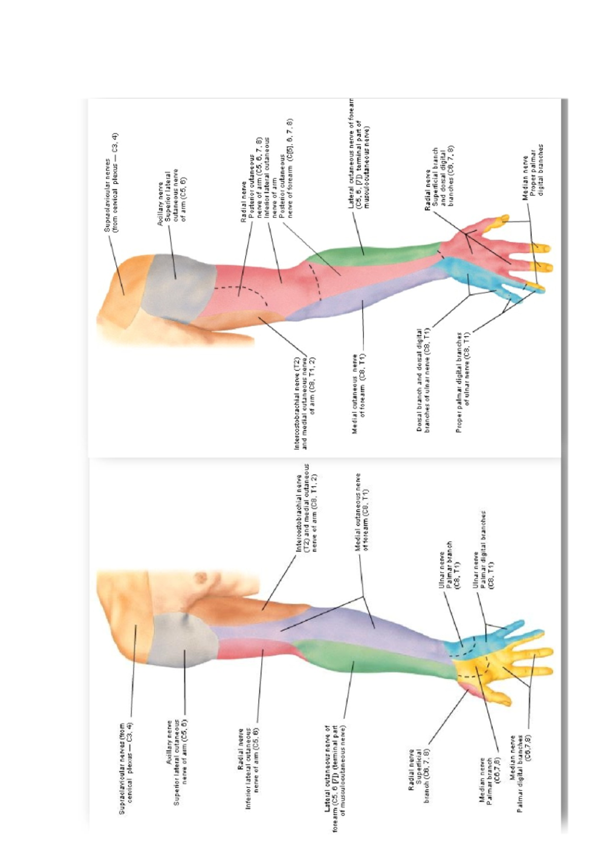 Anatomie plaat - Functionele Anatomie: Extremiteiten en romp - Studocu