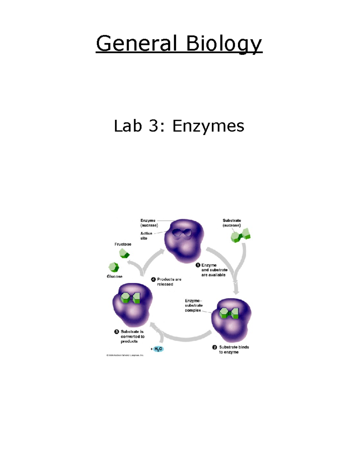 Lab 3 - Enzymes - General Biology Lab 3: Enzymes What Are Enzymes ...