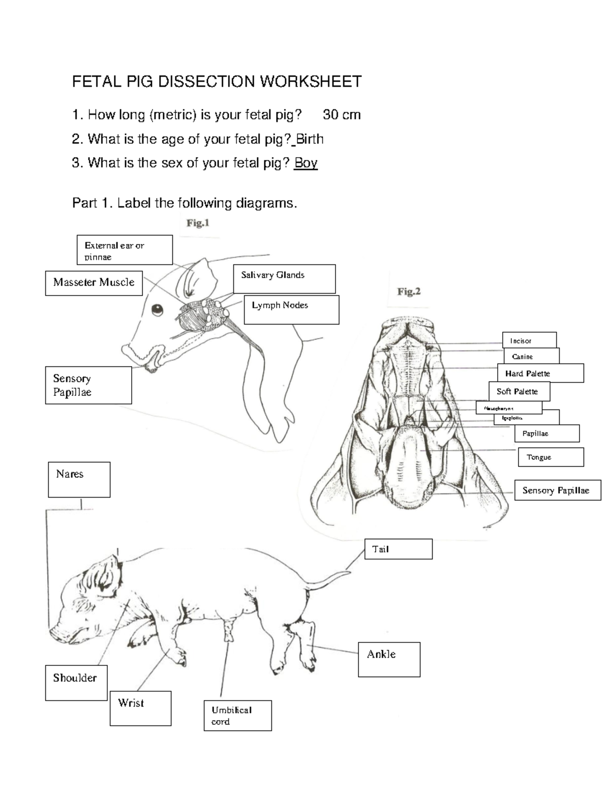 Fetal Pig Larynx Diagram
