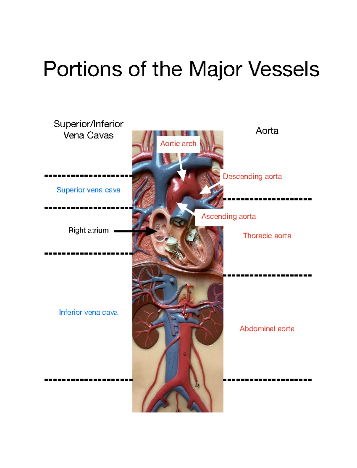Arteries and Veins on models - ####### Right atrium ####### Superior ...