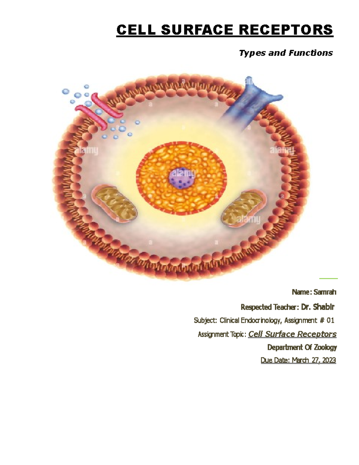 Endocrinology assignment - Copy - CELL SURFACE RECEPTORS Types and ...