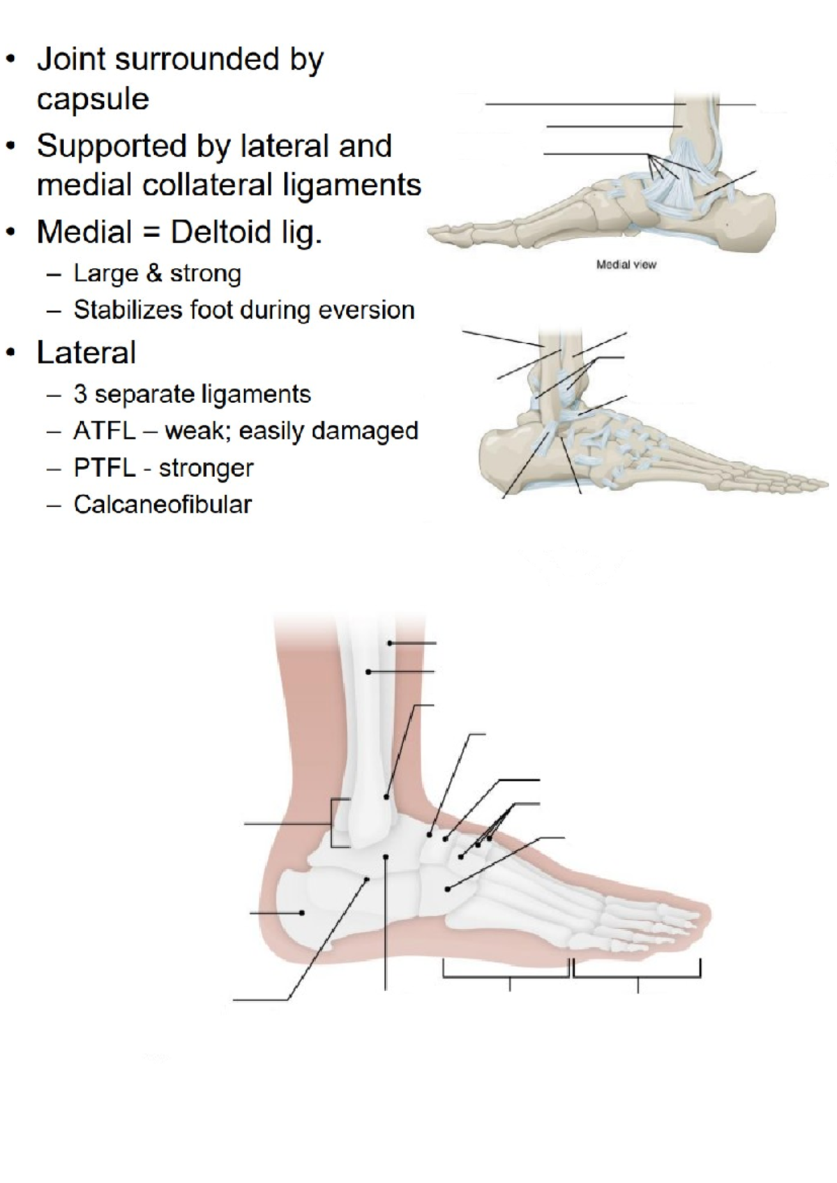 Anklefoot - this document allows you to practice labeling the ankle ...