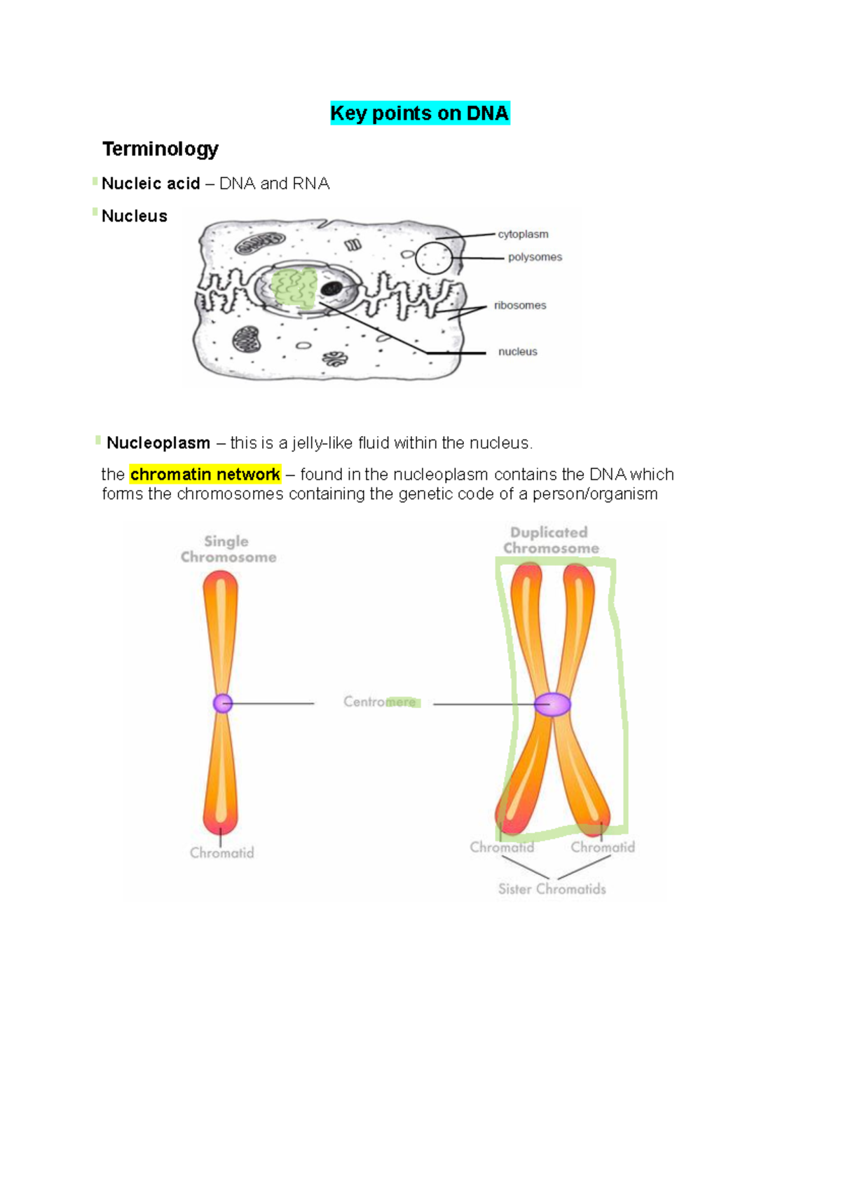 Key points on DNA - All you need to know summarized - Key points on DNA ...