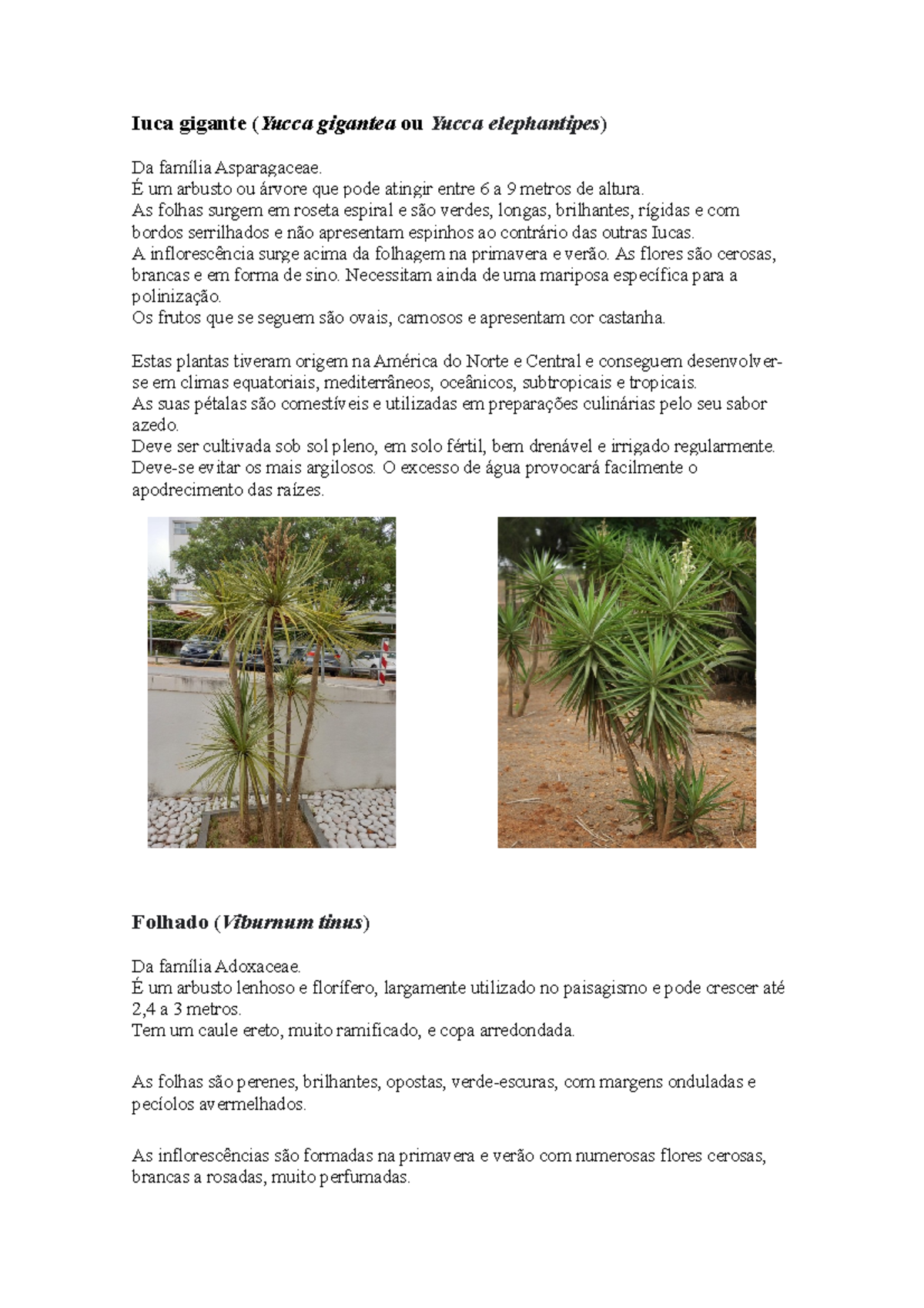 Iuca gigante, laranjeira e folhado - Iuca gigante (Yucca gigantea ou ...