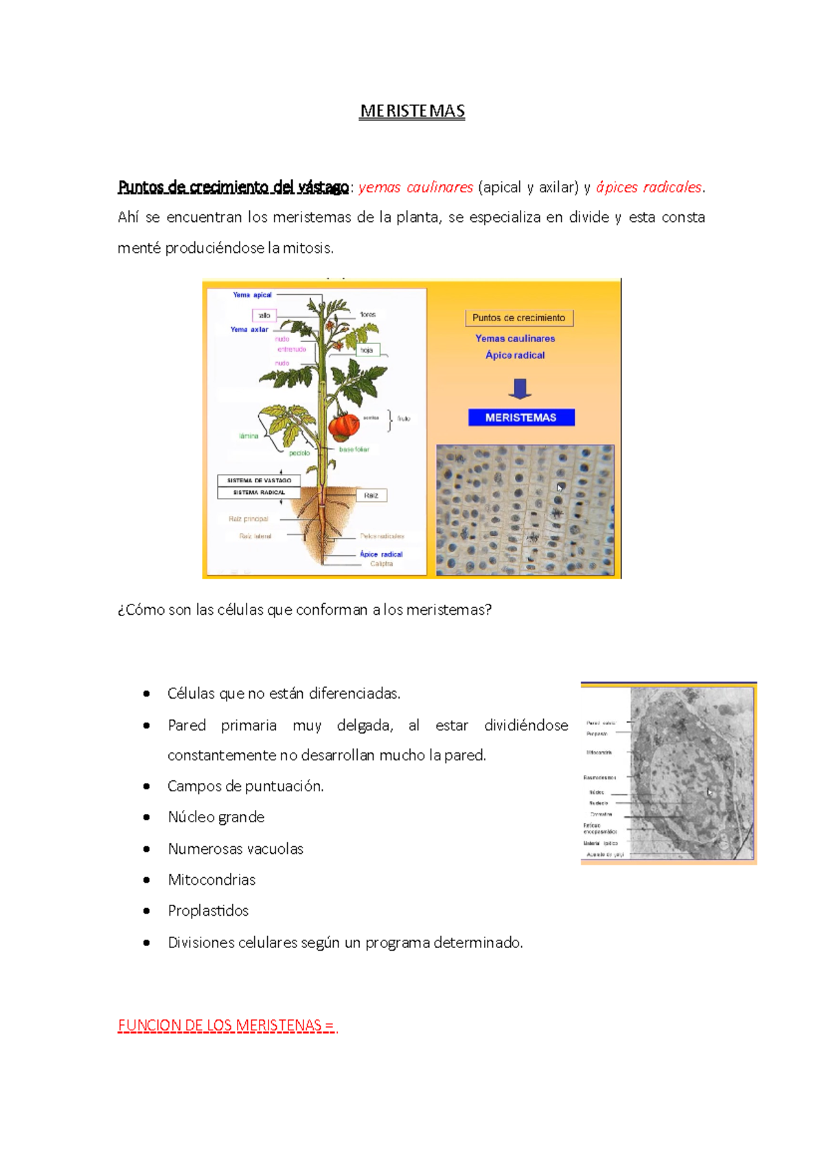 Meristemas - MERISTEMAS Puntos de crecimiento del vástago: yemas ...