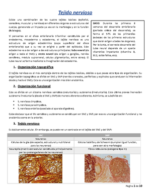 Epitelio cubico simple - Epitelio cúbico simple Es un tipo de epitelio ...