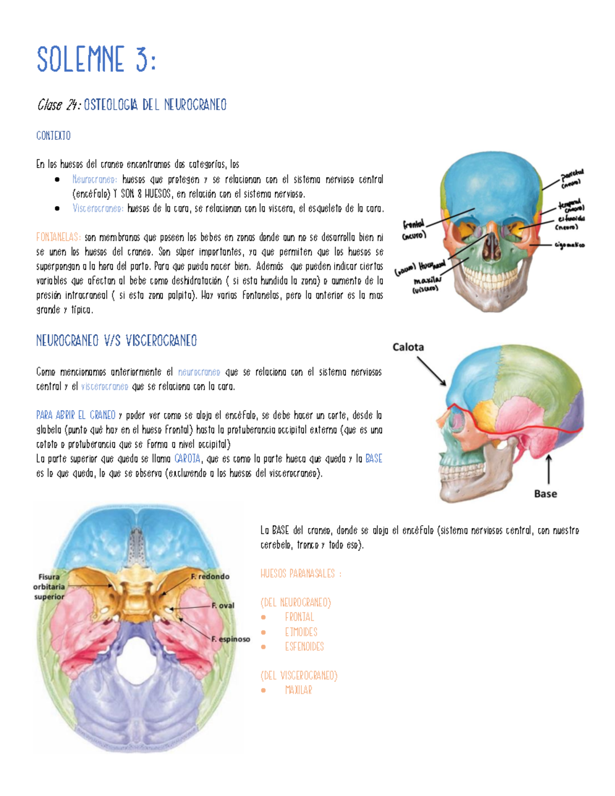 Anatomia solemne III - Apuntes - SOLEMNE 3: Clase 24: OSTEOLOGIA DEL ...