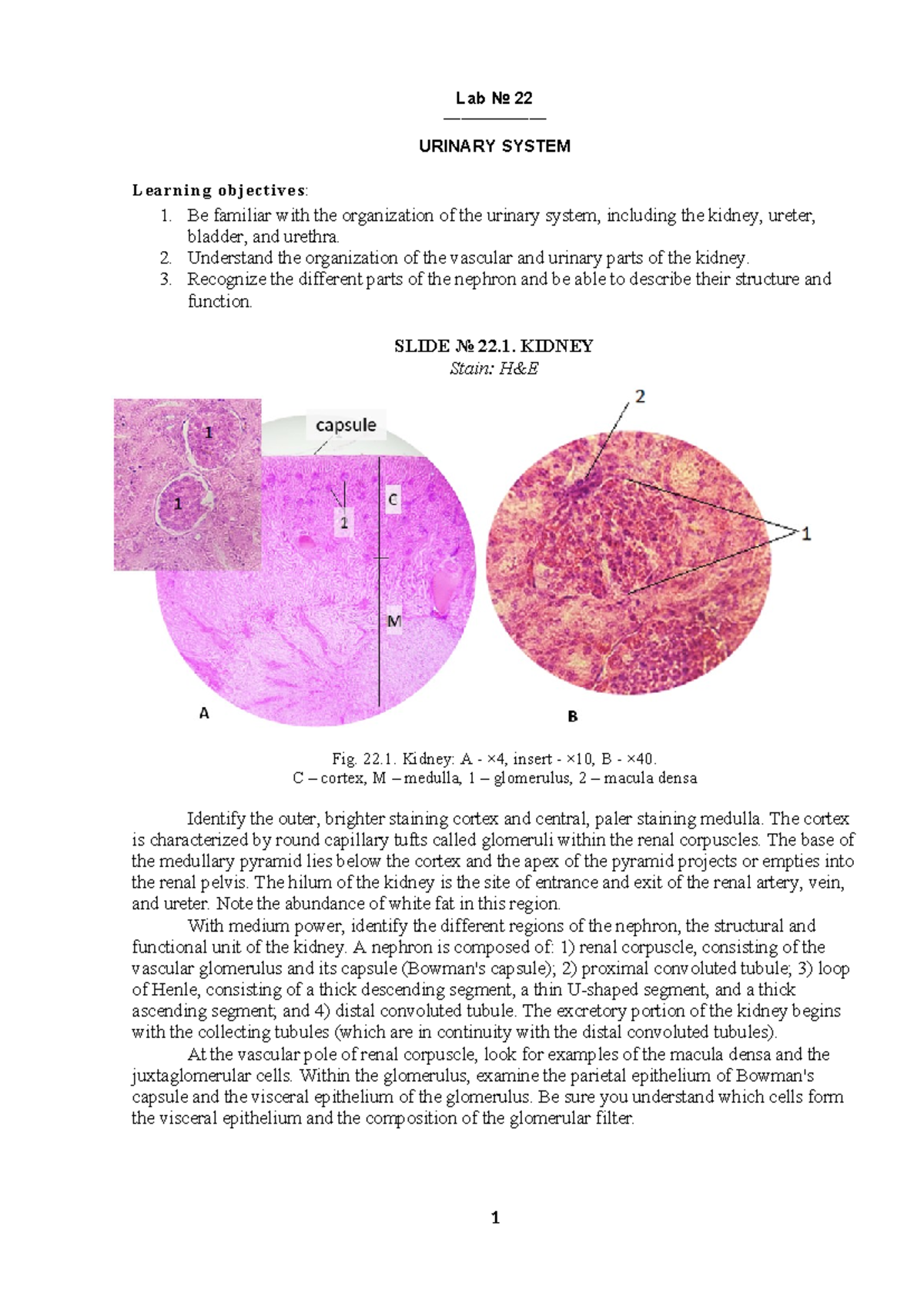 Lab 2 - Lab No 22 —————— URINARY SYSTEM Learning objectives : 1. Be ...