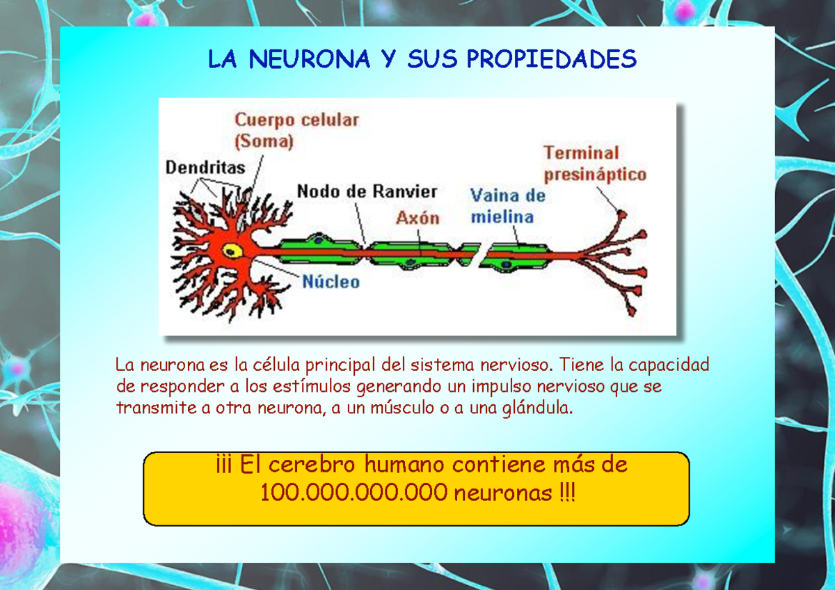 Las neuronas y La sinapsis - LA NEURONA Y SUS PROPIEDADES La neurona es ...