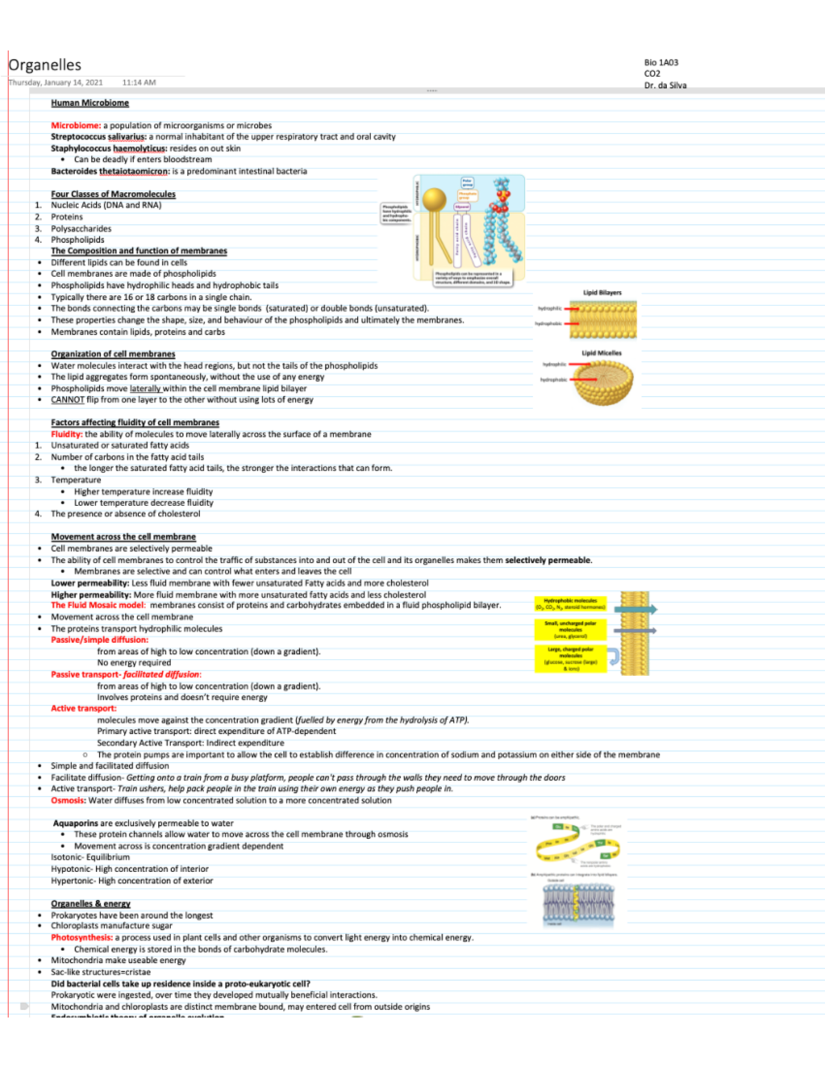 Theme 1 Notes PDF - Bio 1A03 - Studocu