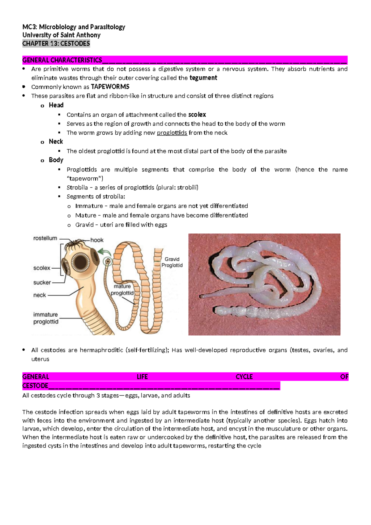 Chapter 13 - Cestodes - MC3: Microbiology and Parasitology University of Saint Anthony CHAPTER ...