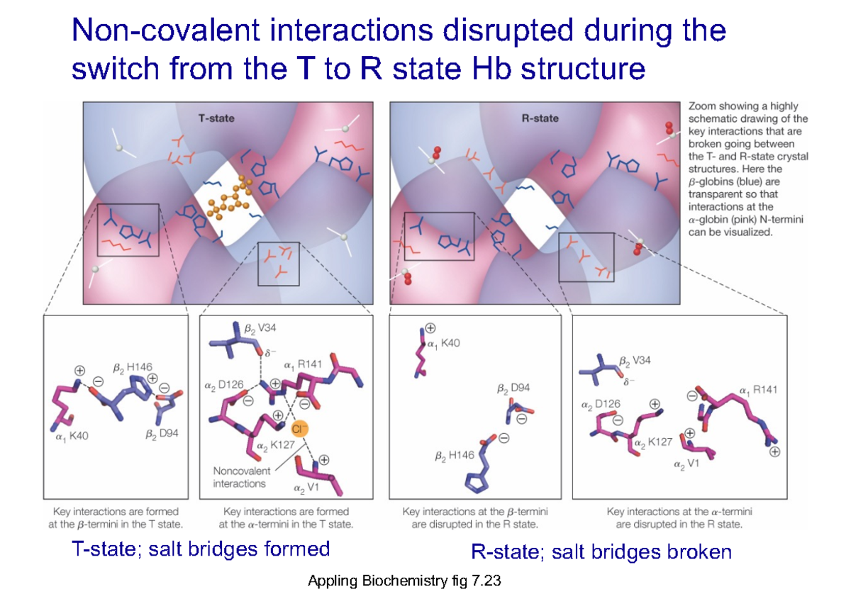 Lecture 2 biochem-Hb2-1pp - Non-covalent interactions disrupted during ...