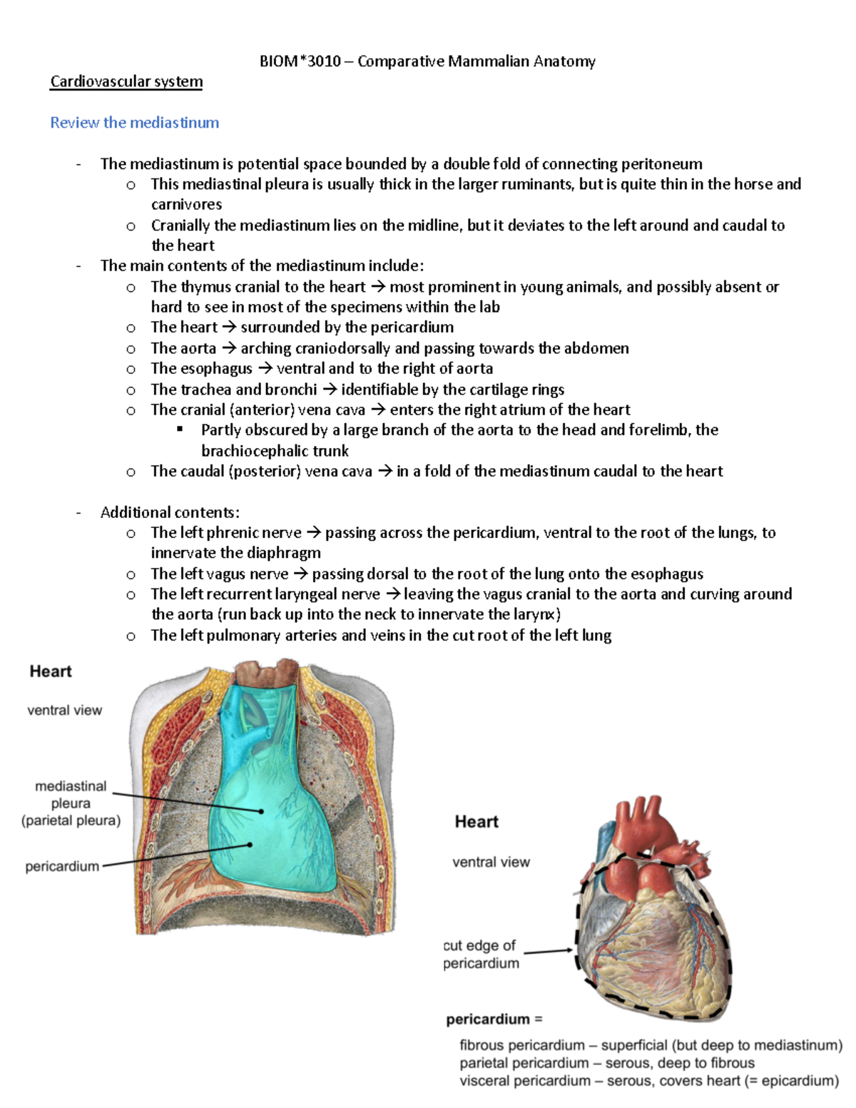 BIOM3010 cardiovascular system - Warning: TT: undefined function: 32 BIOM*3010 – Comparative ...