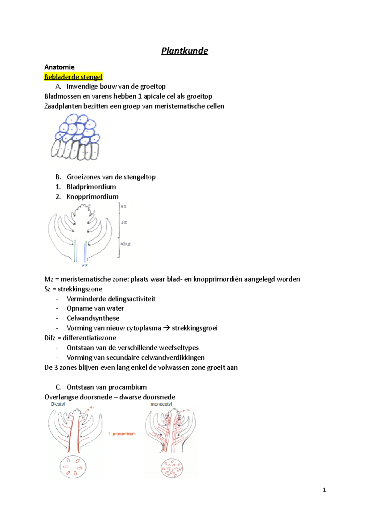 Anatomie - Plantkunde Anatomie Bebladerde stengel A. Inwendige bouw van ...