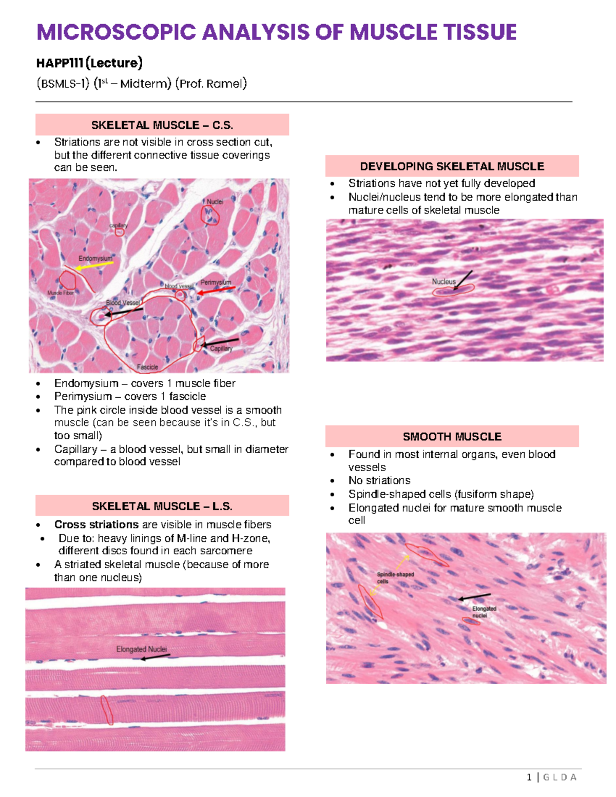 HAPP111 Microscopic Analysis - Muscle Tissue - Striations are not ...