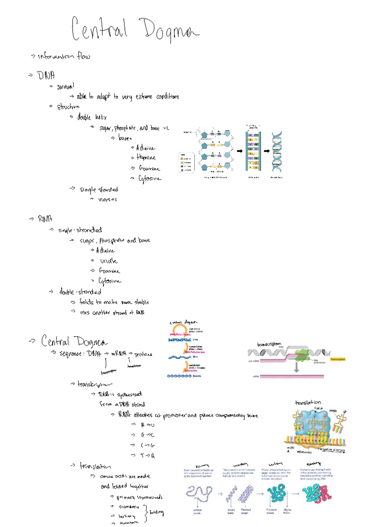 Central Dogma Notes - Central Dogma →informationflow → DNA → survival → ...