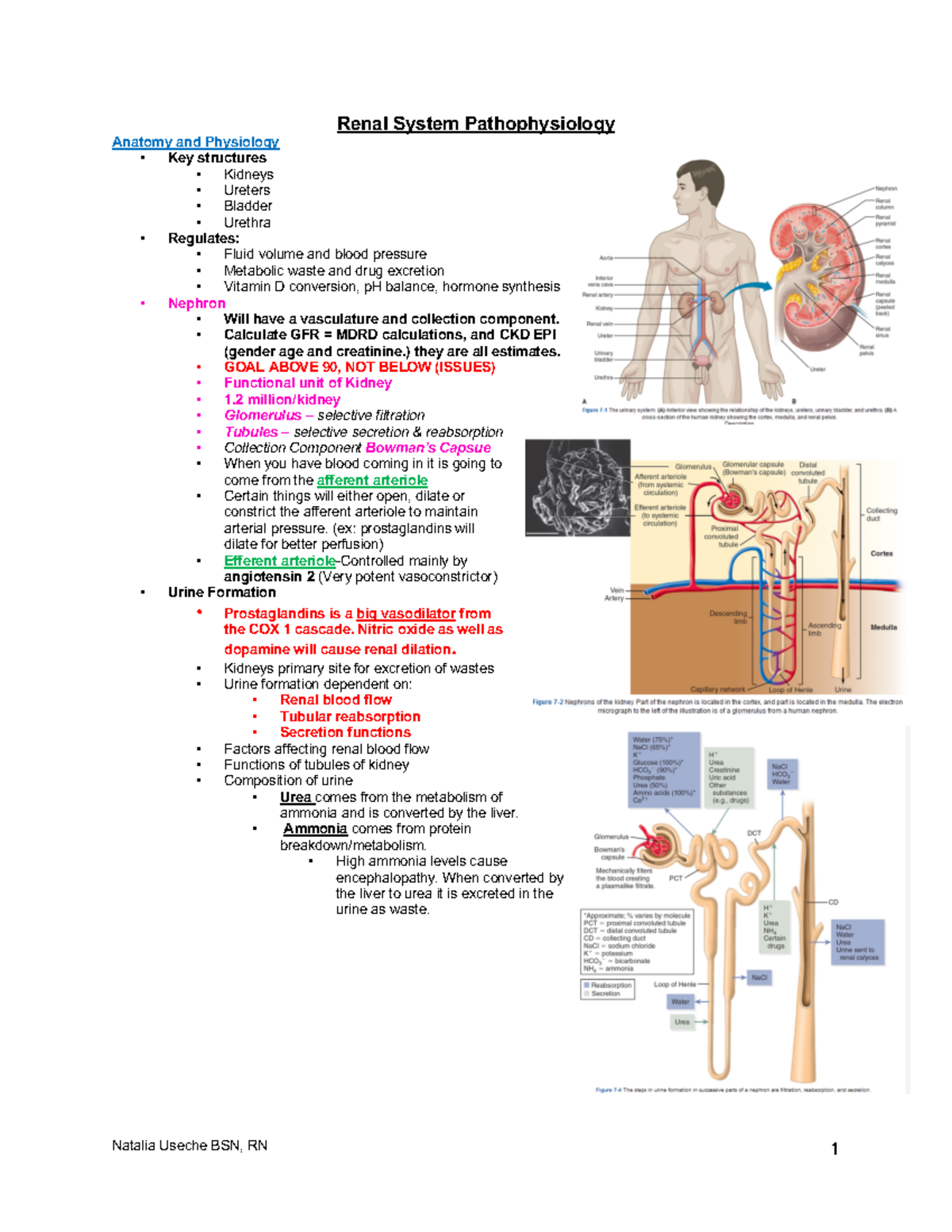 Renal System Pathophysiology - Natalia Useche BSN, RN Renal System ...