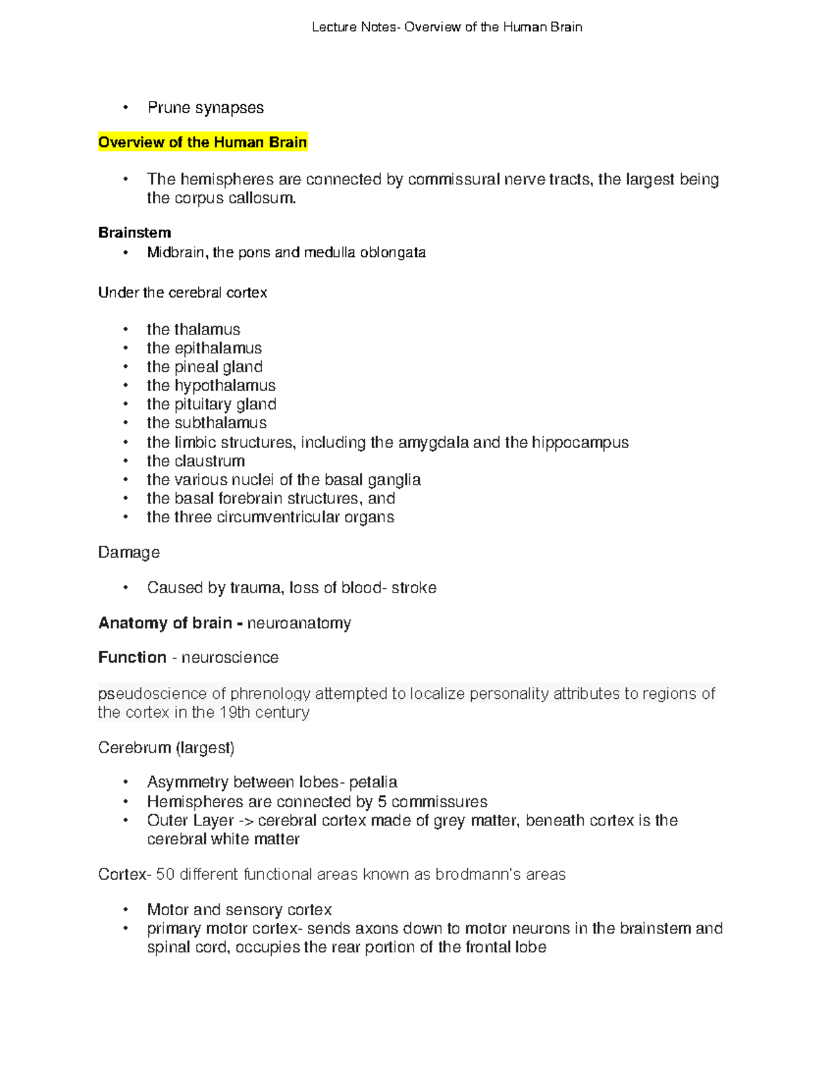 Lecture Notes- Overview of the Human Brain - Prune synapses Overview of ...